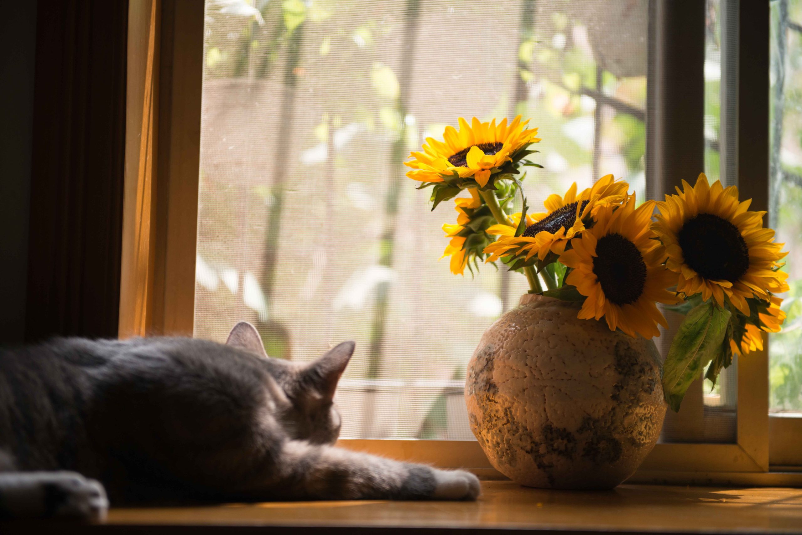 Can Cats Be Mentally Ill What We Found Might Surprise You Can Cats Be Mentally Ill What We Found Might Surprise You